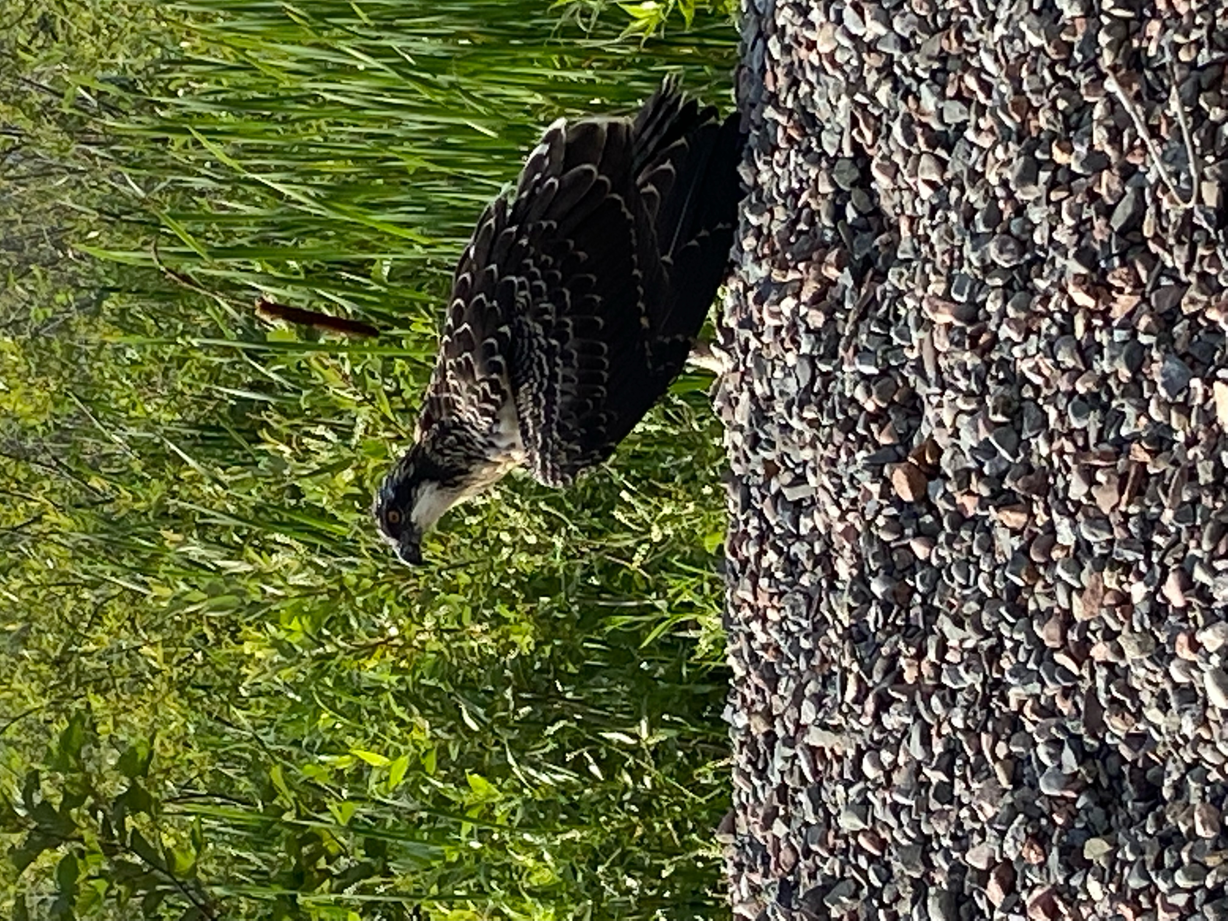 1. Grounded Osprey Feldgling – WILDWOODS